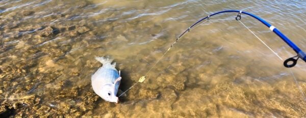 The Largest Buffalo Fish Ever Caught in Michigan was a Mighty Behemoth ...
