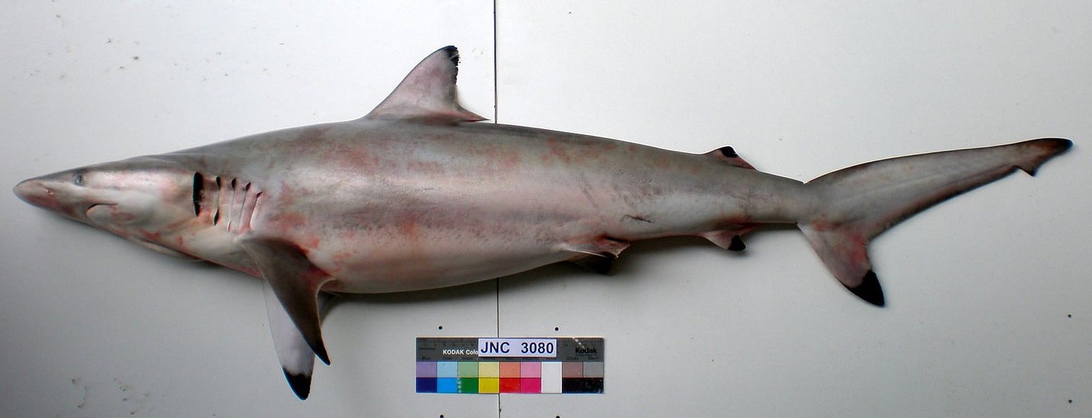 10 Sharks Found in Texas' Waters - A-Z Animals