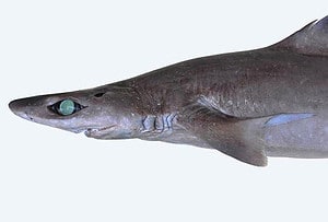 10 Sharks in the Mediterranean Sea - A-Z Animals