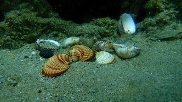 What Are Bivalves? 5 Examples of These Amazing Creatures - A-Z Animals