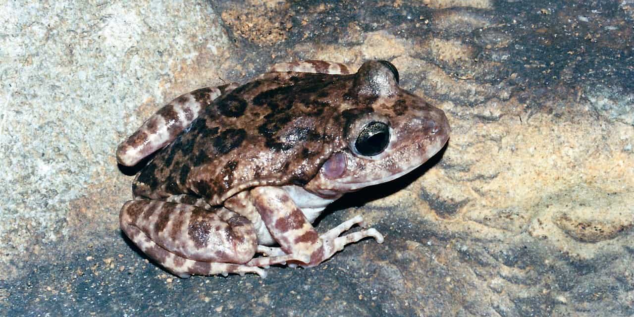 15 Frogs in Texas - A-Z Animals