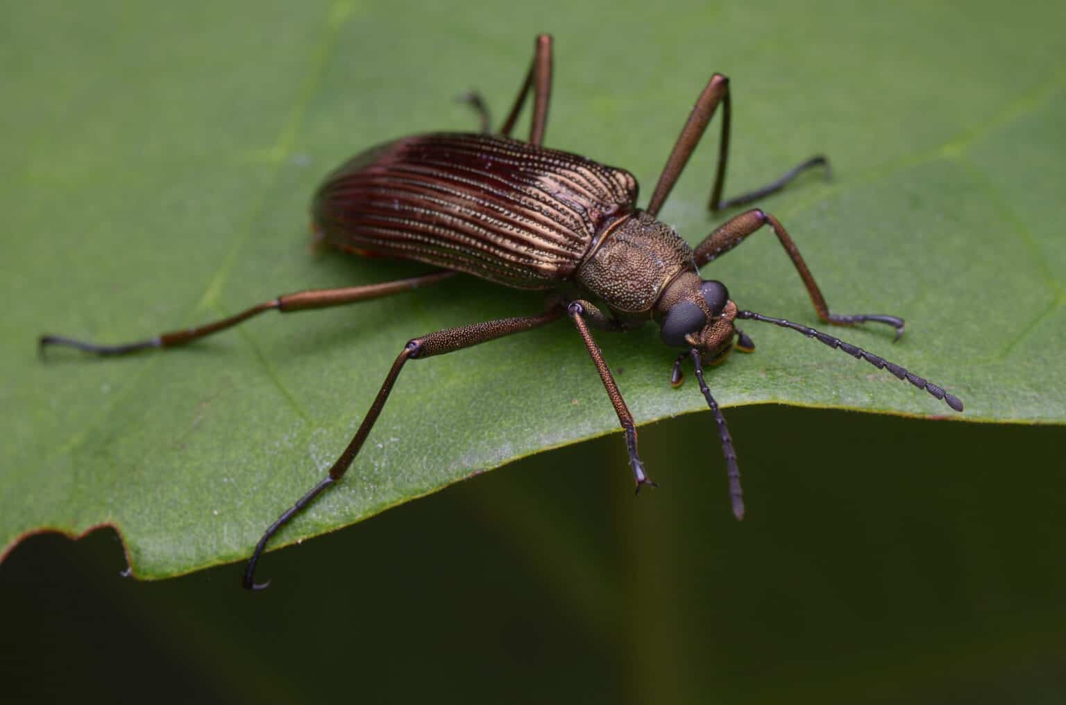 Ten Prominent Beetles Native to Arizona - A-Z Animals