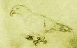 Discover 16 Extinct Types of Parrot - A-Z Animals