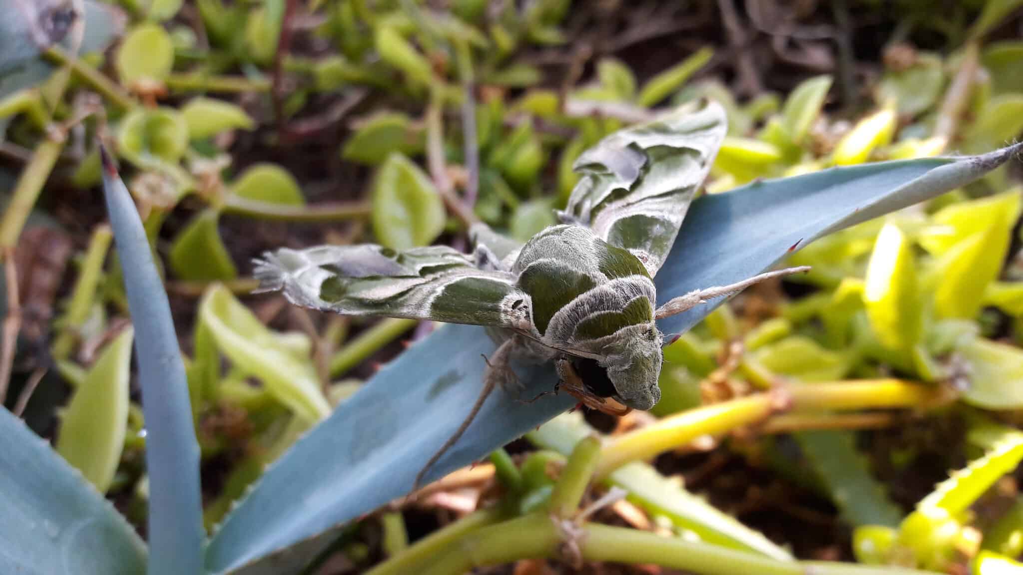 Oleander Hawk Moth Animal Pictures | A-Z Animals