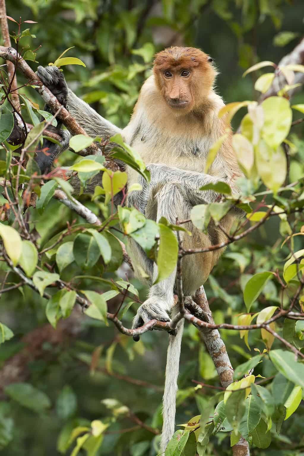 10 Interesting Facts About Proboscis Monkeys - A-Z Animals