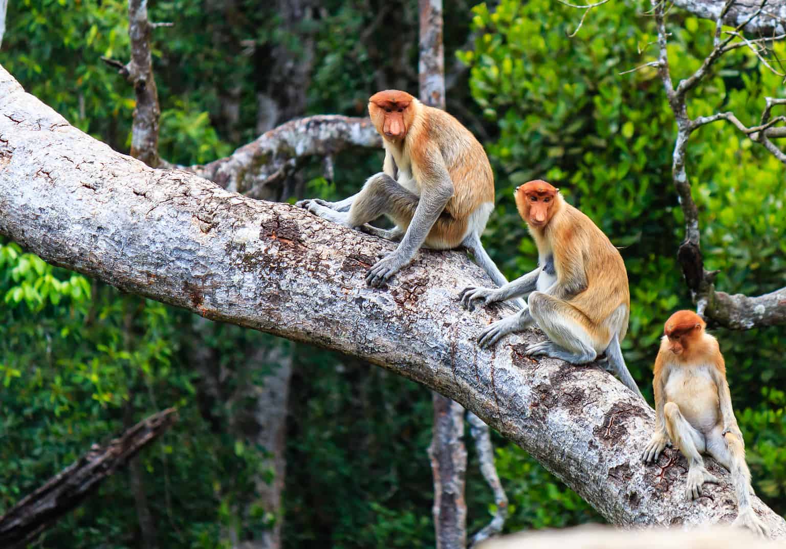 10 Interesting Facts About Proboscis Monkeys - A-Z Animals