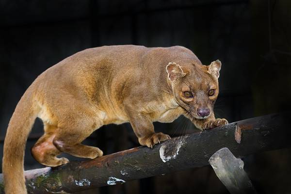 These Are the Most Shy Animals in the World - A-Z Animals
