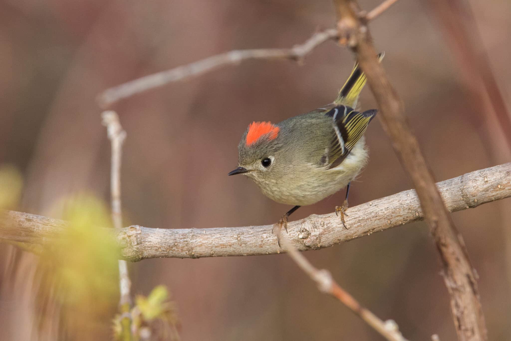 Ruby-Crowned Kinglet Bird Facts - Corthylio Calendula - A-Z Animals