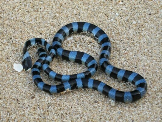 Sea Snake Animal Facts - Hydrophiinae - A-Z Animals