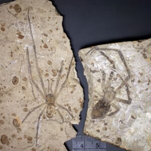 5 Extinct Types of Spiders - And 3 Critically Endangered Spiders that ...