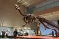 Muttaburrasaurus Animal Facts - Muttaburrasaurus - A-Z Animals