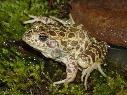 15 Frogs in Texas - A-Z Animals