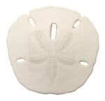 What Do Sand Dollars Eat? Everything You Need to Know - A-Z Animals