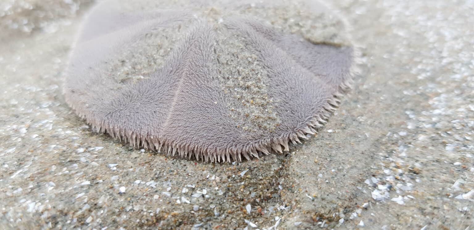 The Spiritual Meaning and Symbolism of the Sand Dollar - A-Z Animals