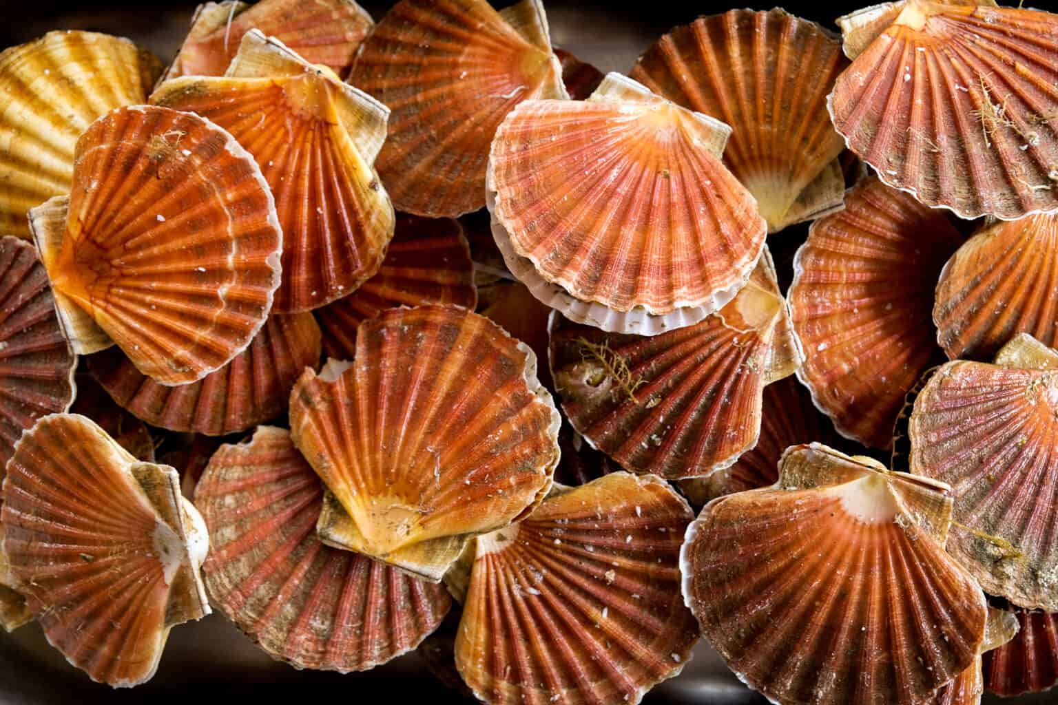Discover 5 Types of Sea Animals With Shells (and Why They Have Them ...