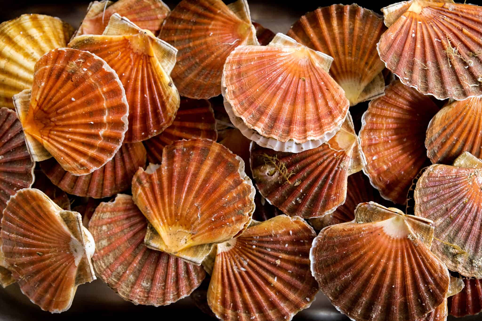 Scallops Animal Facts - Pectinidae - A-Z Animals