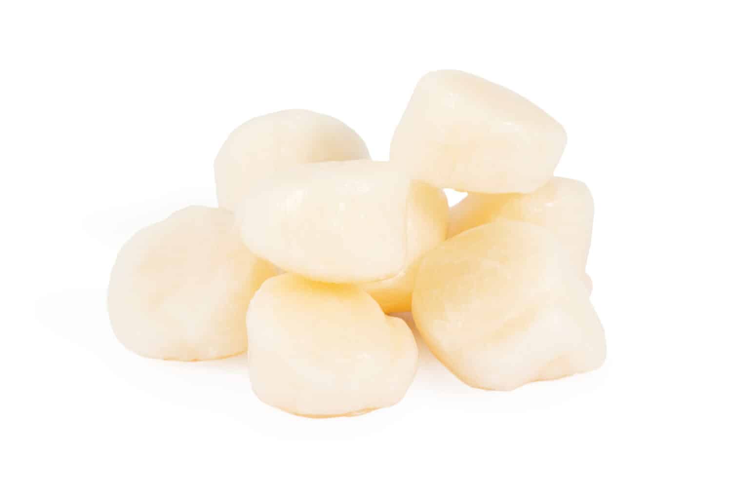 Scallops Animal Facts - Pectinidae - A-Z Animals