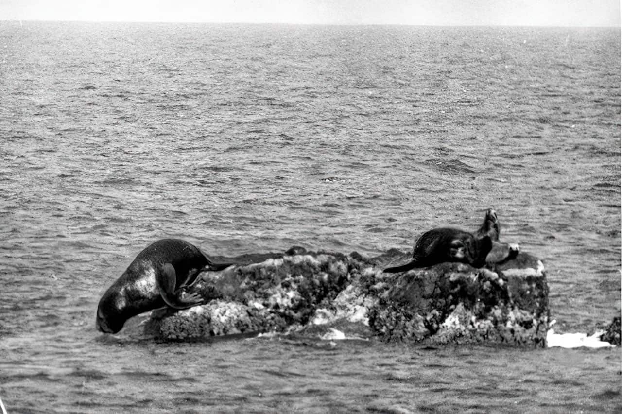 7 Animals That Have Gone Extinct In The Past 100 Years - A-Z Animals