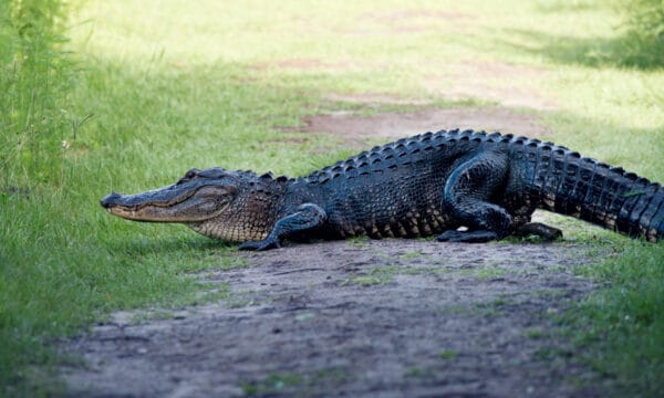 Crocodile Poop: Everything You've Ever Wanted to Know - A-Z Animals