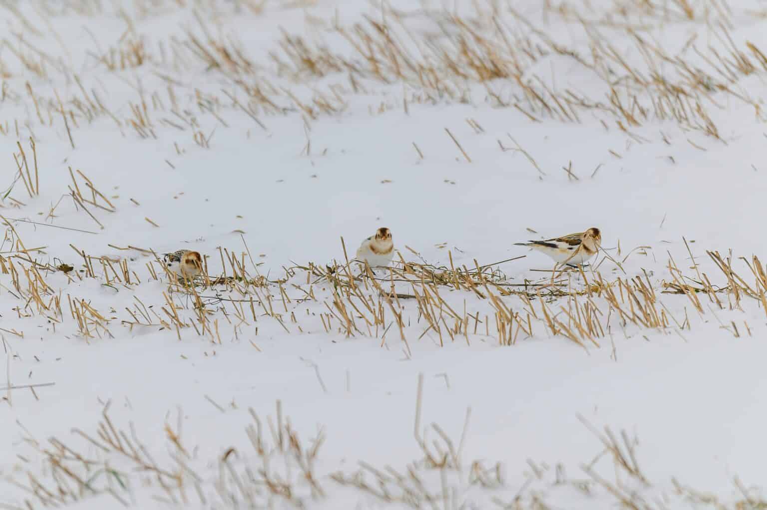 Snow Bunting Bird Facts - P. nivalis - A-Z Animals