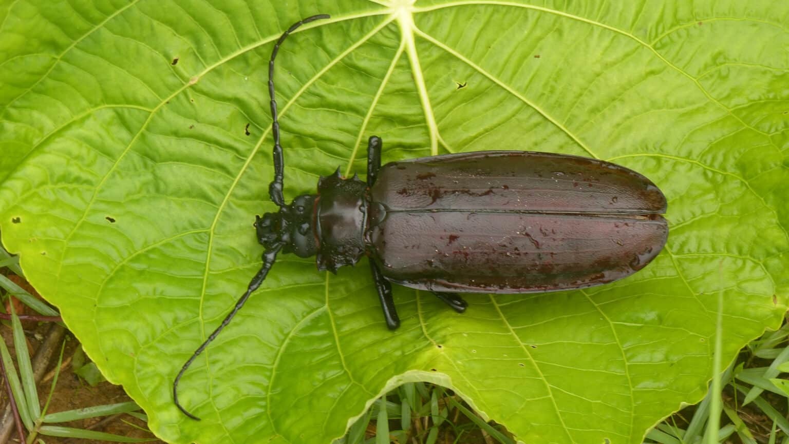 The 8 Rarest Insects Still Crawling Around the World - A-Z Animals