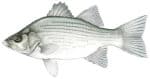 White Bass Animal Facts - Morone chrysops - A-Z Animals