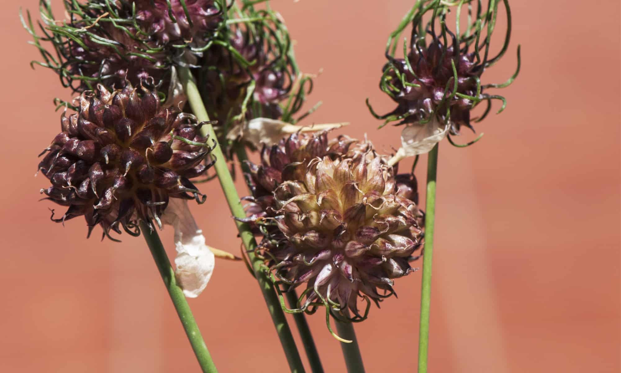 Wild Onion vs. Wild Garlic: What’s the Difference? - A-Z Animals