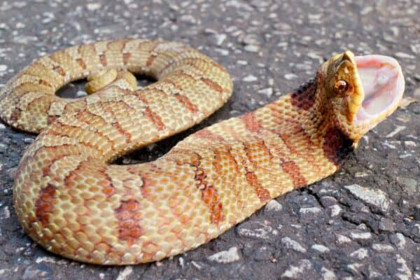 10 Snakes In The Blue Ridge Mountains - A-Z Animals