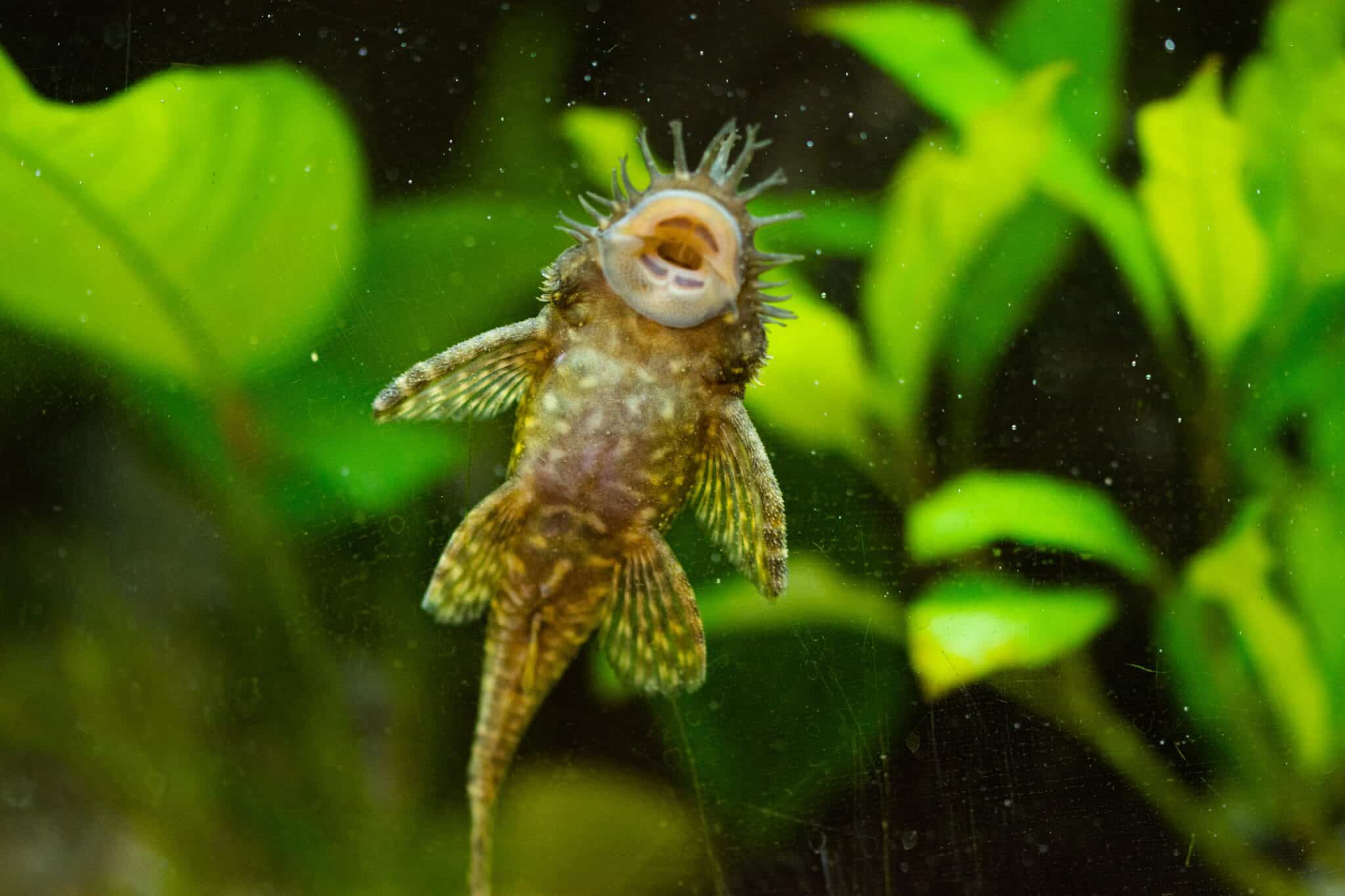 Armored Catfish Fish Facts - A-Z Animals