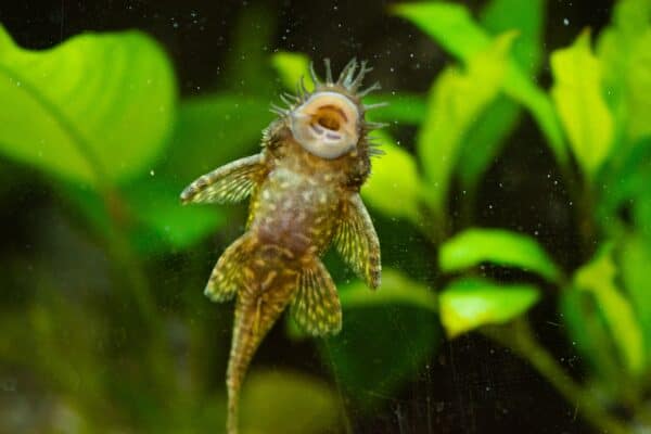 Armored Catfish Fish Facts - A-Z Animals
