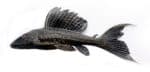 Armored Catfish Animal Facts - Loricariidae - A-Z Animals