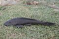 Armored Catfish Animal Facts - Loricariidae - A-Z Animals