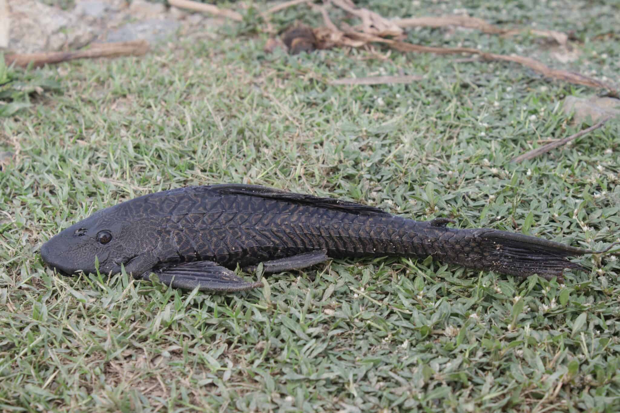 The 19 Best and Most Effective Algae-Eating Fish for Outdoor Ponds - A ...