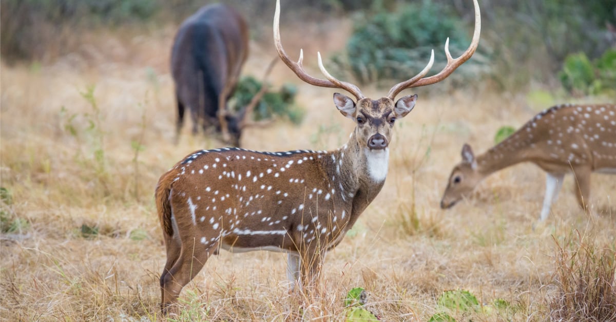 8 Exotic Animals in Texas - A-Z Animals