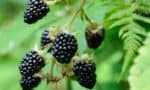 Blackberry Seeds: How to Grow Your Own Berry Bramble - A-Z Animals