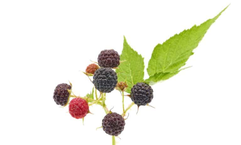 Black Raspberry vs Blackberry: Is There a Difference? - A-Z Animals