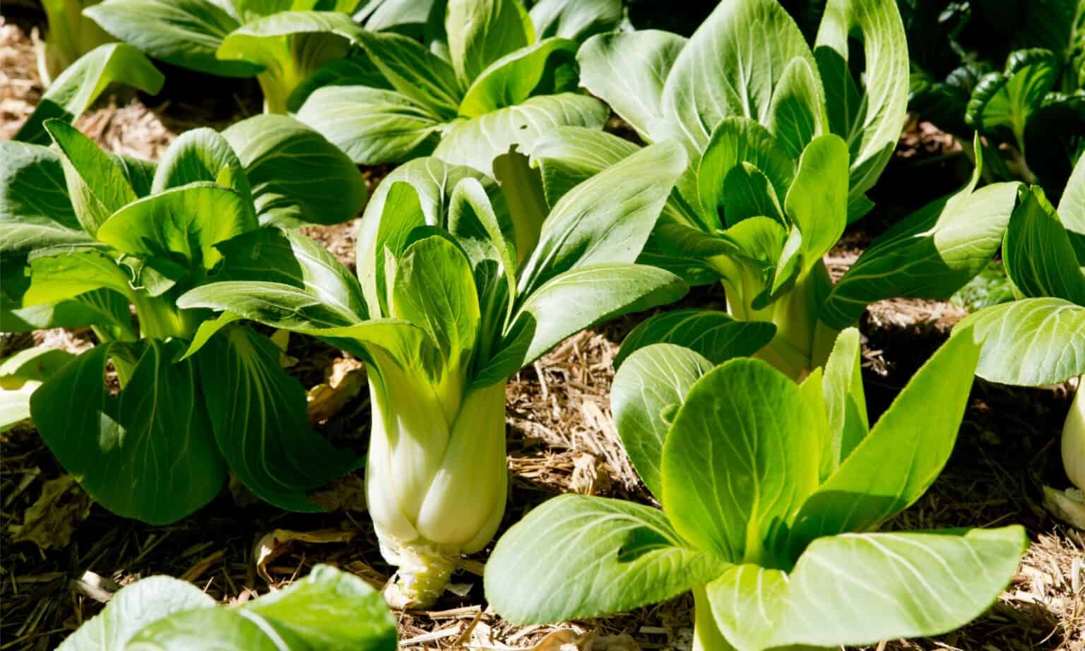 Pak Choi vs Bok Choy: Is There a Difference? - A-Z Animals