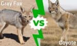 Foxes in Arizona: Types and Where They Live - A-Z Animals