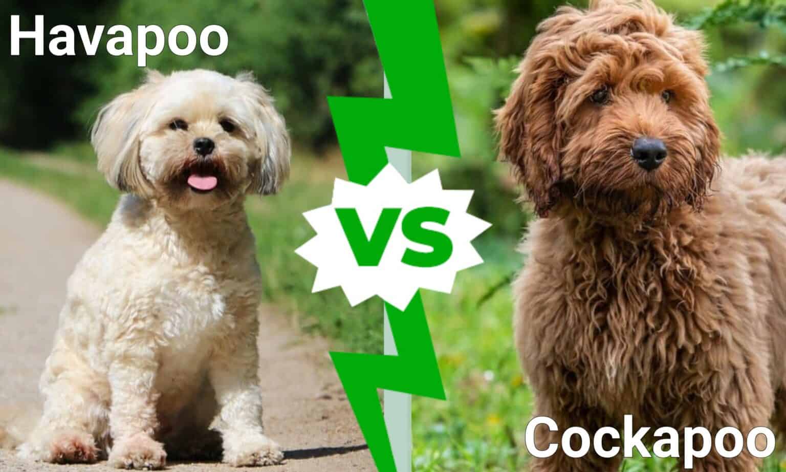 Havapoo vs Cockapoo - A-Z Animals