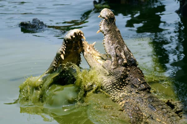 The Next Invasive Threat to Florida Lakes: Nile Crocodiles! - A-Z Animals