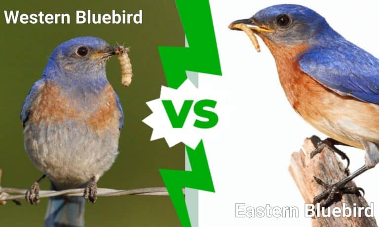 Western Bluebird vs Eastern Bluebird: What Are The Differences? - A-Z ...