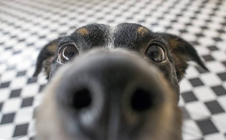 Boop! The Amazing Anatomy of a Dog's Nose - A-Z Animals