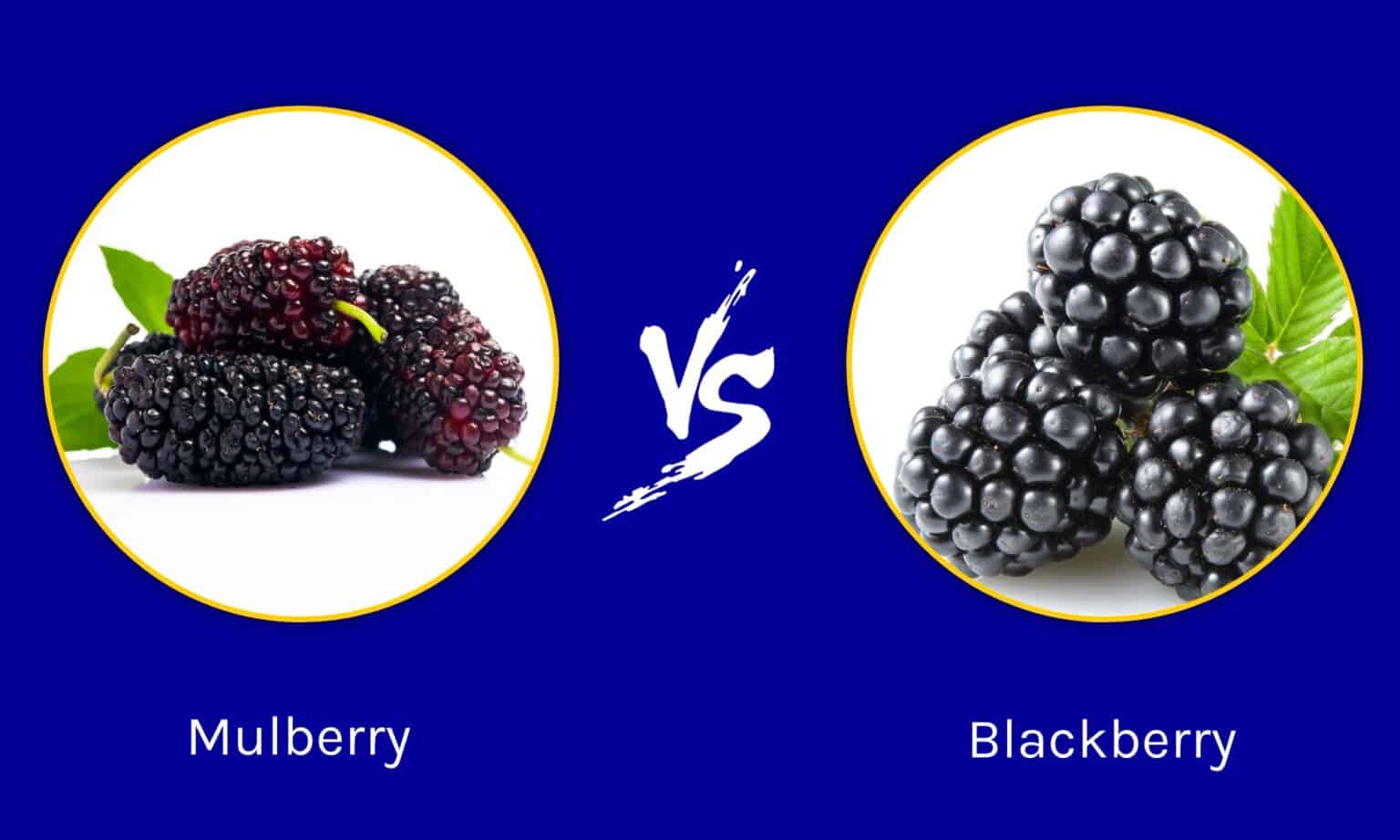 Mulberry vs Blackberry: 5 Key Differences - A-Z Animals