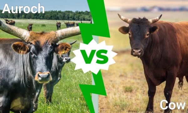 Auroch vs Cow - A-Z Animals