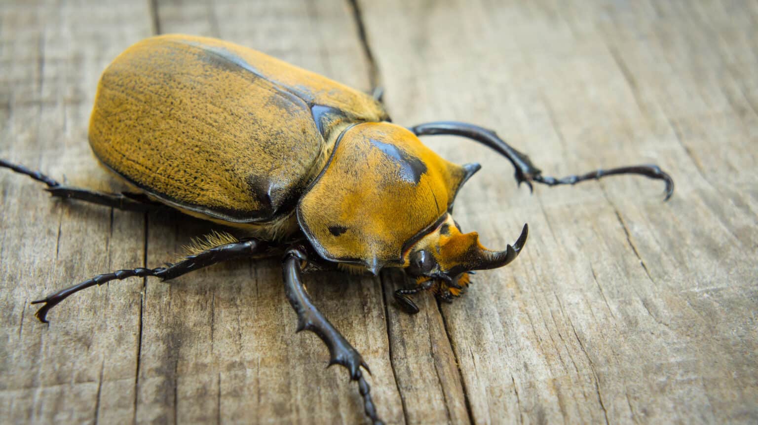 Elephant Beetle Animal Facts - Megasoma elephas - A-Z Animals