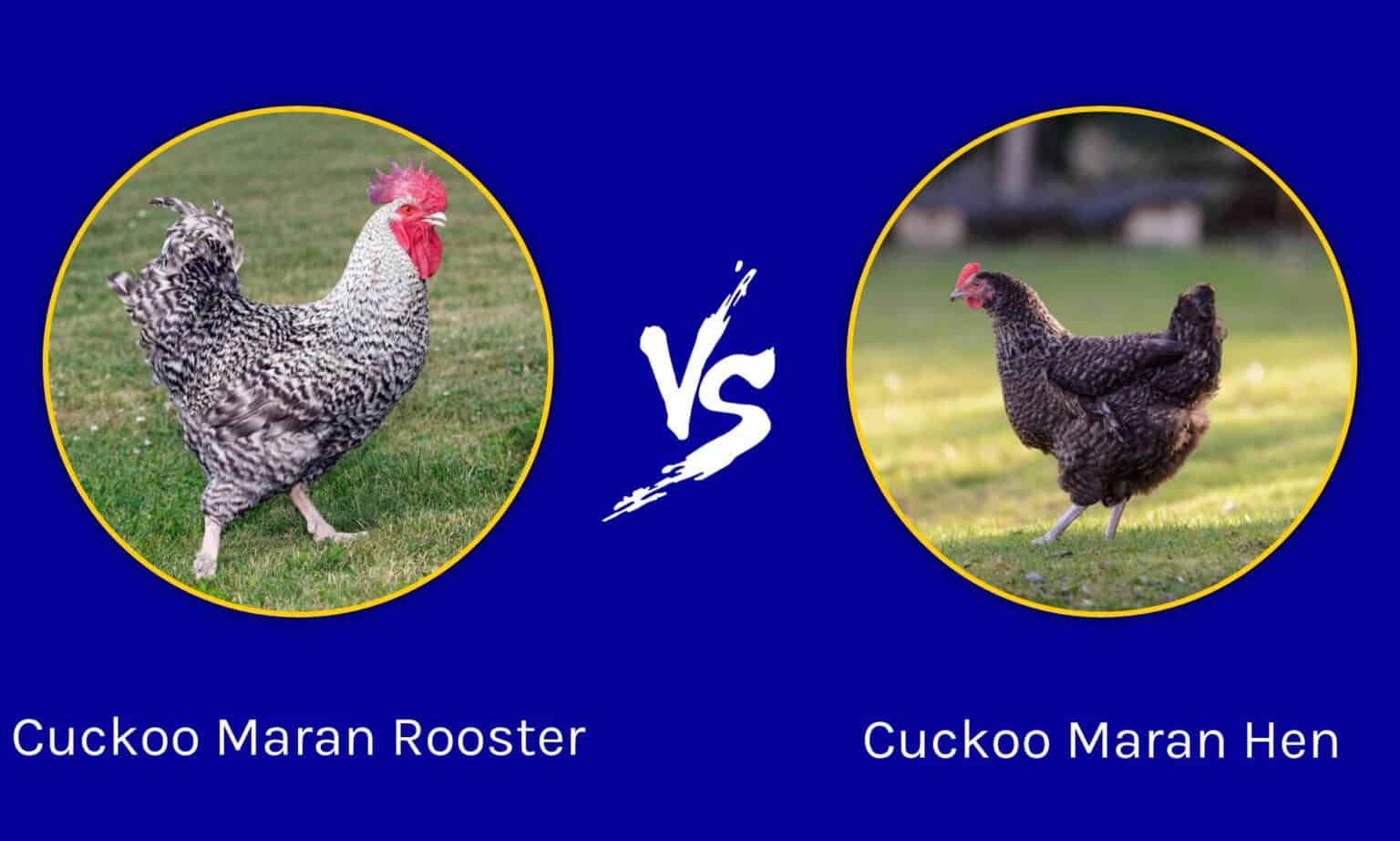 Cuckoo Maran Rooster vs Hen: Male vs Female Compared - A-Z Animals