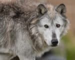 The Largest Predators Found in Every U.S. State - A-Z Animals