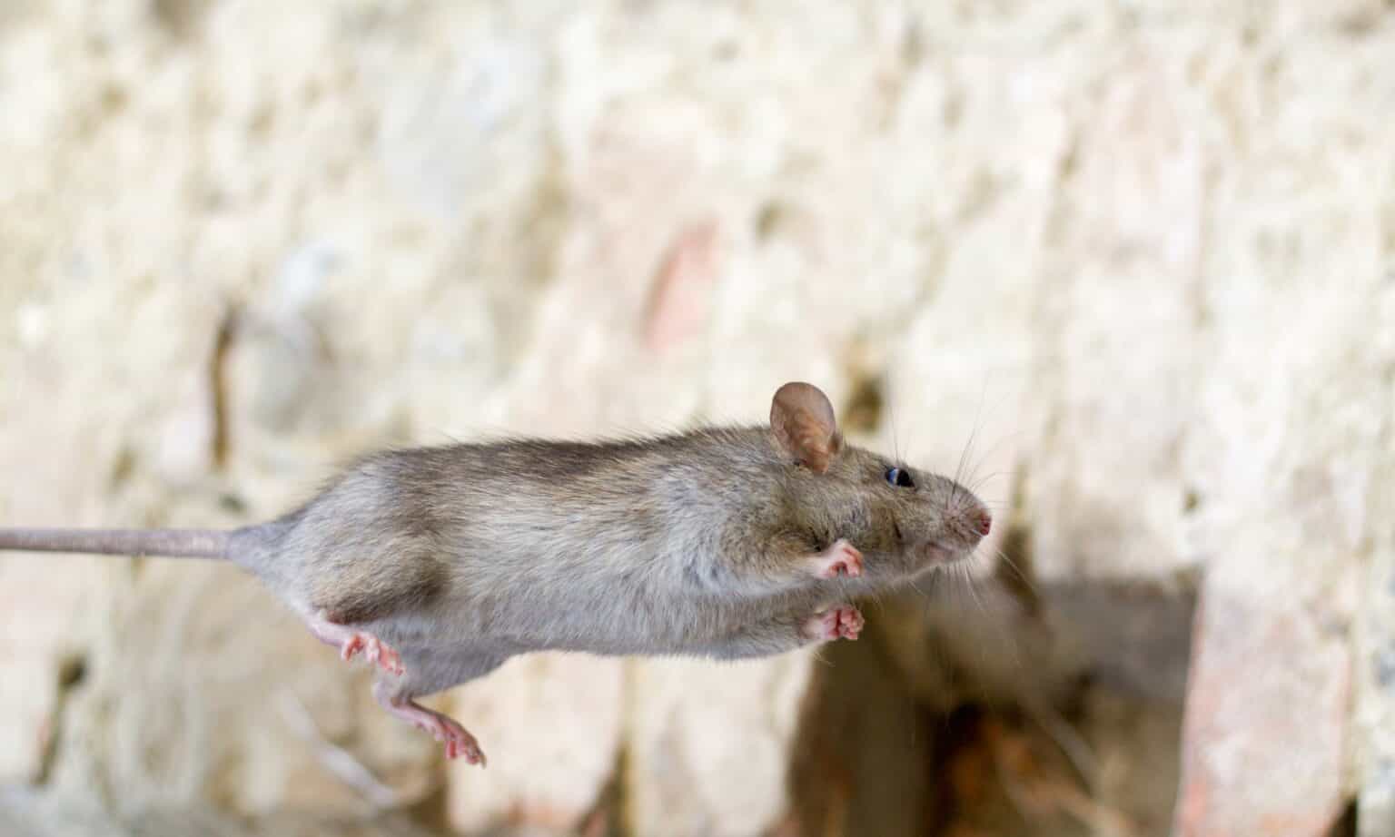 The 10 Highest Jumping Animals in the World - A-Z Animals