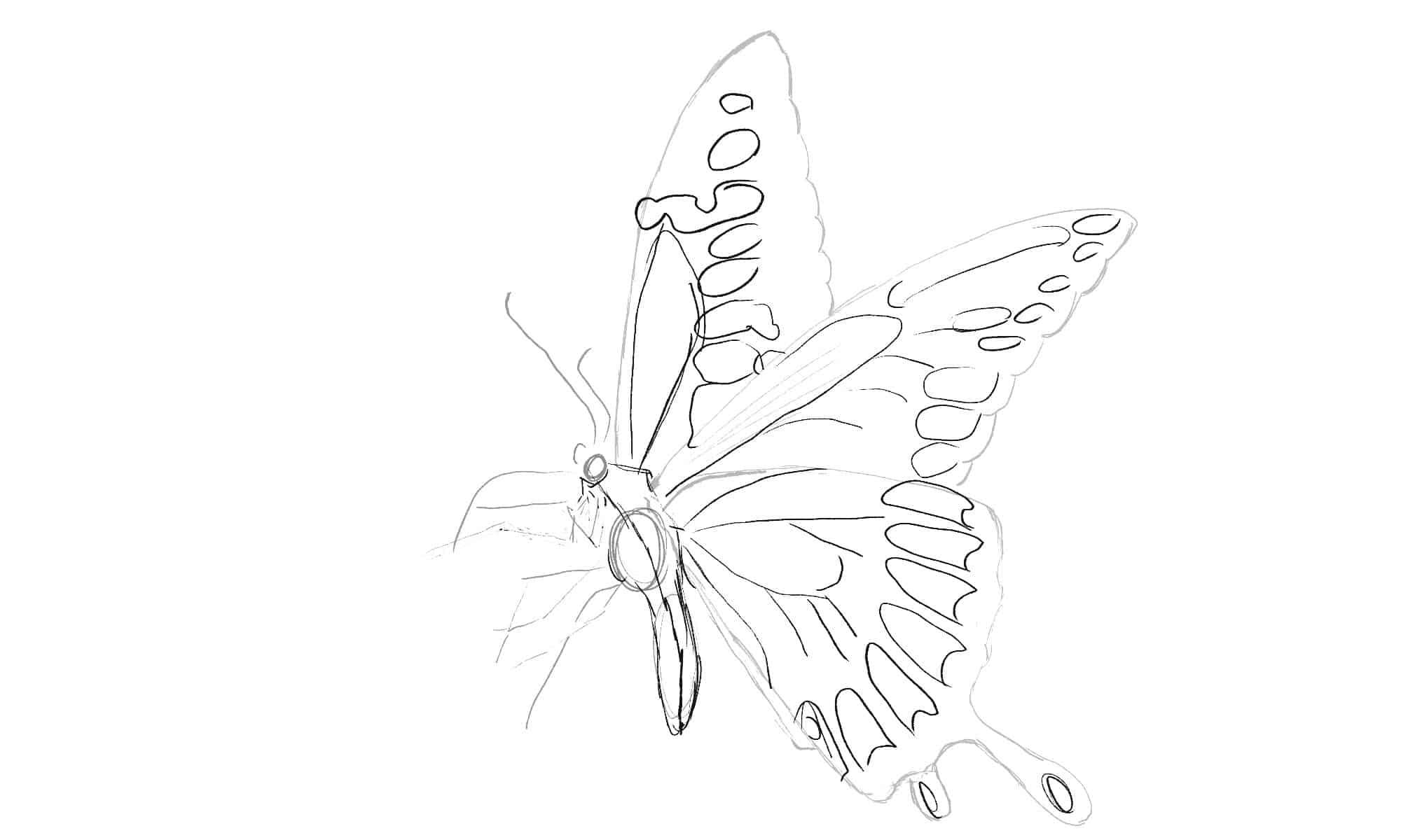 How to Draw a Butterfly in 8 Easy Steps - A-Z Animals