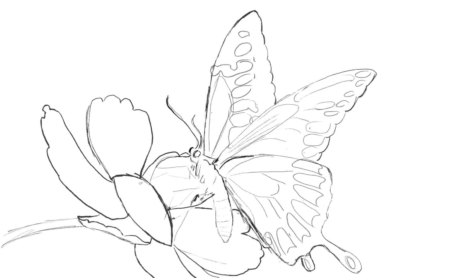 How to Draw a Butterfly in 8 Easy Steps - A-Z Animals